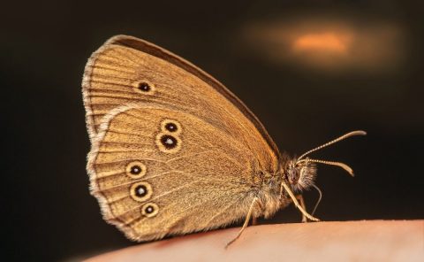 What Is Micro Photography? Best Micro Photography Examples