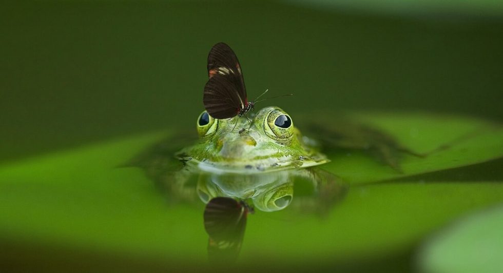 What Is Micro Photography? Best Micro Photography Examples